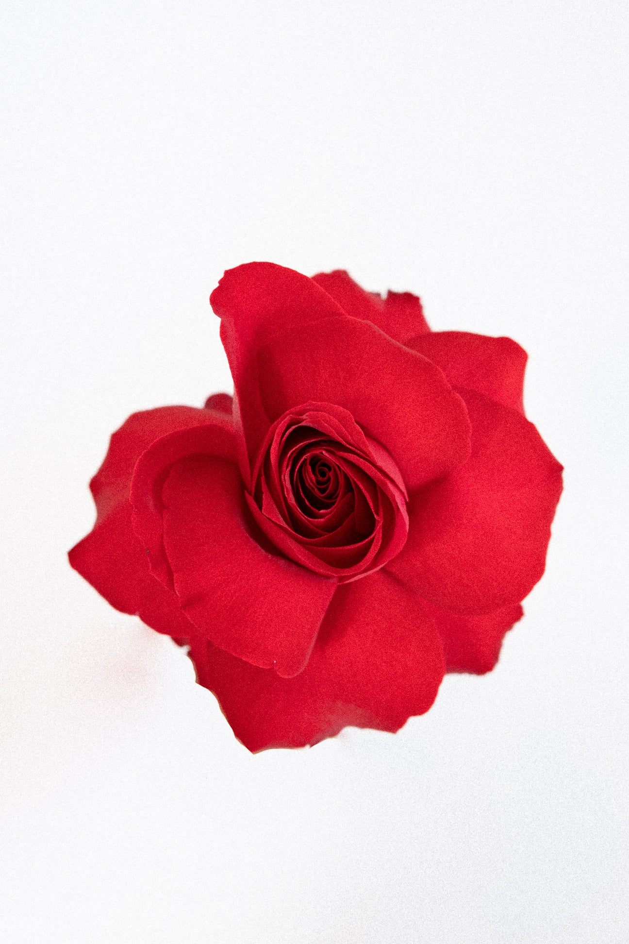 Josephine - Norwegian Jewellery Brand – JOSEPHINE STUDIO NO